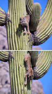 The Arizona Desert Is Kinda Magical - Lilly Childers